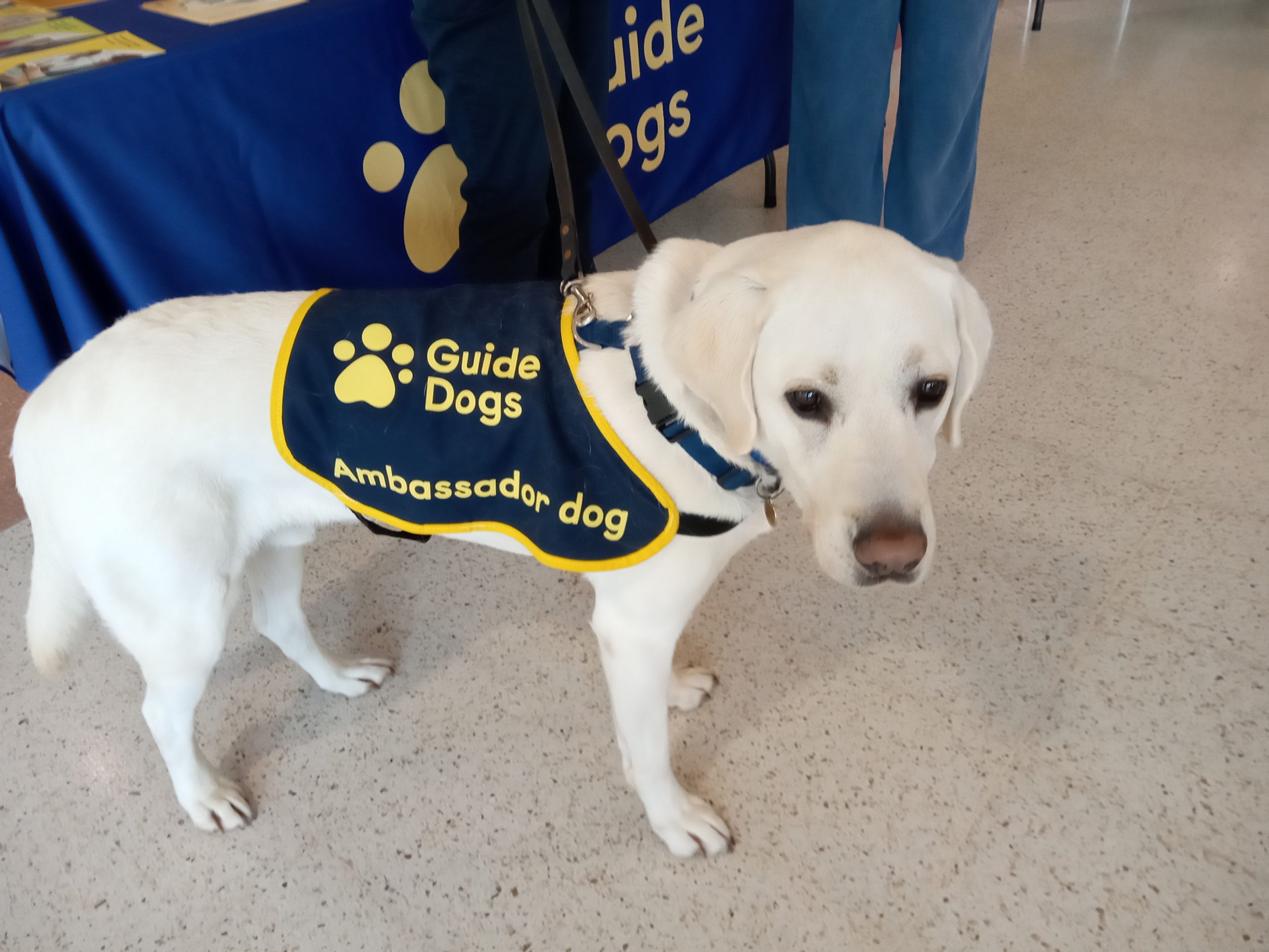 Guide Dogs – Pierre the Guide Dog – Rushmoor Voluntary Services